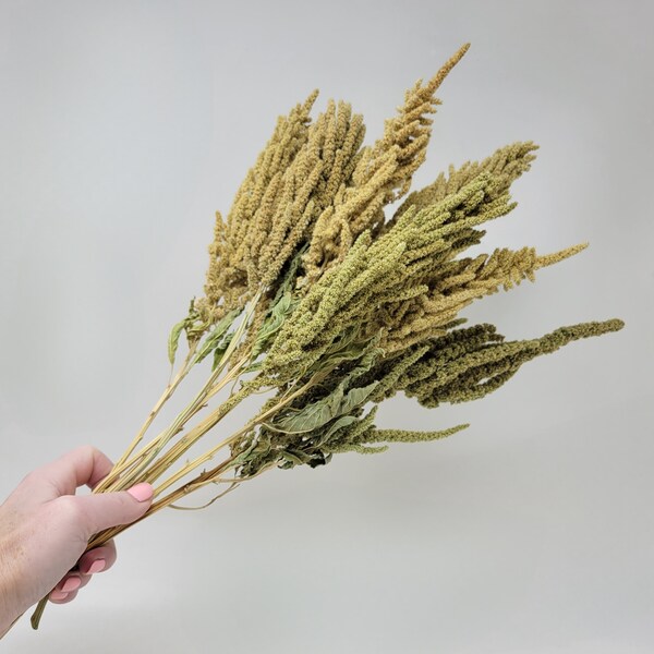 Dried Amaranthus - Etsy