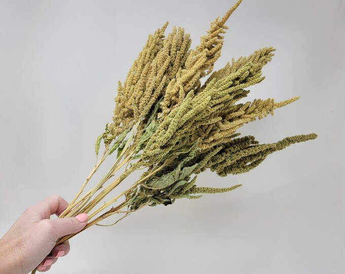 Dried Green Amaranthus Natural Grown in USA Amaranth - Etsy