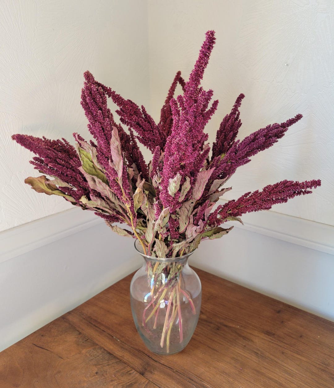 Dried Amaranthus Stems * Natural * Grown in USA - Etsy