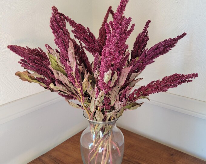 Dried Amaranthus Stems * Natural * Grown in USA - Etsy
