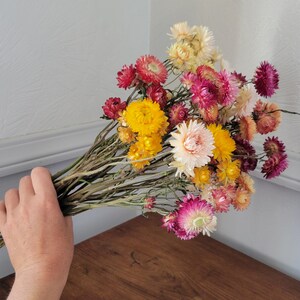 Dried Strawflower Bunch * Mix of Colors * Natural Stems * Dried Flowers ...