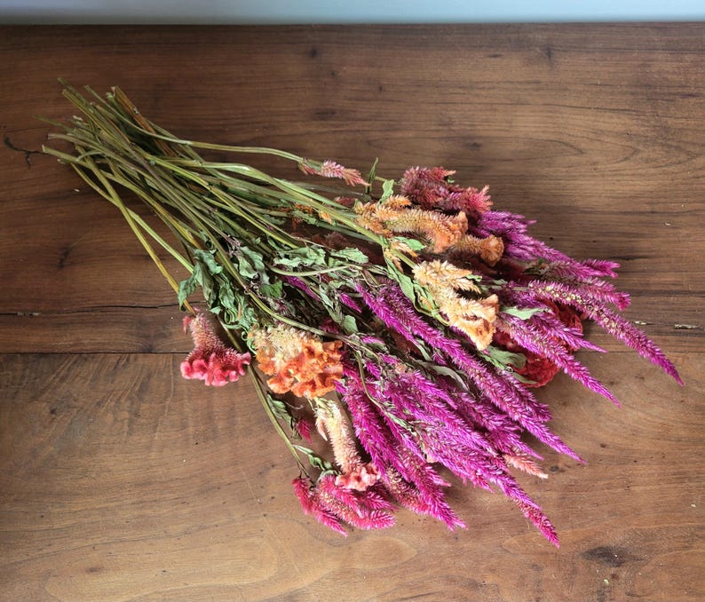 Mix of Dried Celosia * Stems * Grown in USA * Dried Flowers - Etsy