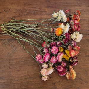Dried Strawflower Bunch Mix of Colors Natural Stems Dried Flowers Grown ...