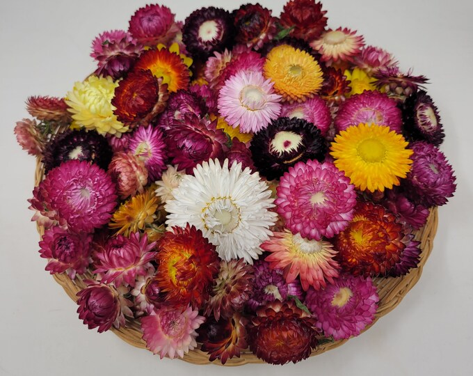 100 Dried Strawflower Heads 2023 Crop Dried Flowers for Home Decor and ...