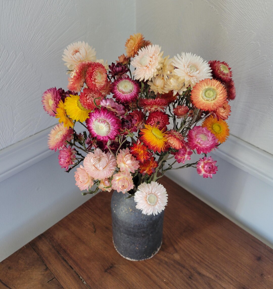 Dried Strawflower Bunch Mix of Colors Natural Stems Dried Flowers Grown ...