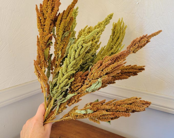 Dried Amaranthus Stems * Natural * Grown in USA - Etsy