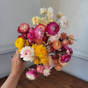 Dried Strawflower Bunch Mix of Colors Natural Stems Dried Flowers Grown ...