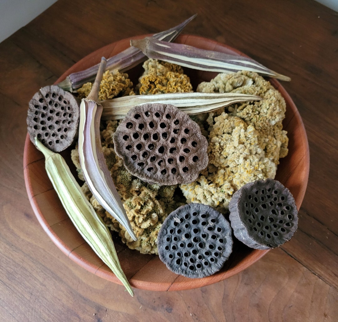 Dried Flowers and Seed Pods Okra Lotus Celosia Died Botanicals Nature ...