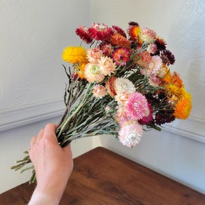 Dried Strawflower Bunch * Mix of Colors * Natural Stems * Dried Flowers ...