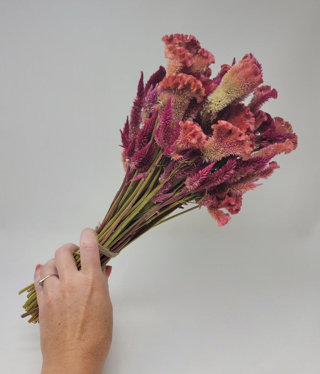 Dried Celosia Mix 4 Oz Dried Flower Bunch Natural Cockscomb Grown in ...