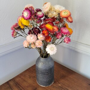 Dried Strawflower Bunch Mix of Colors Natural Stems Dried Flowers Grown ...