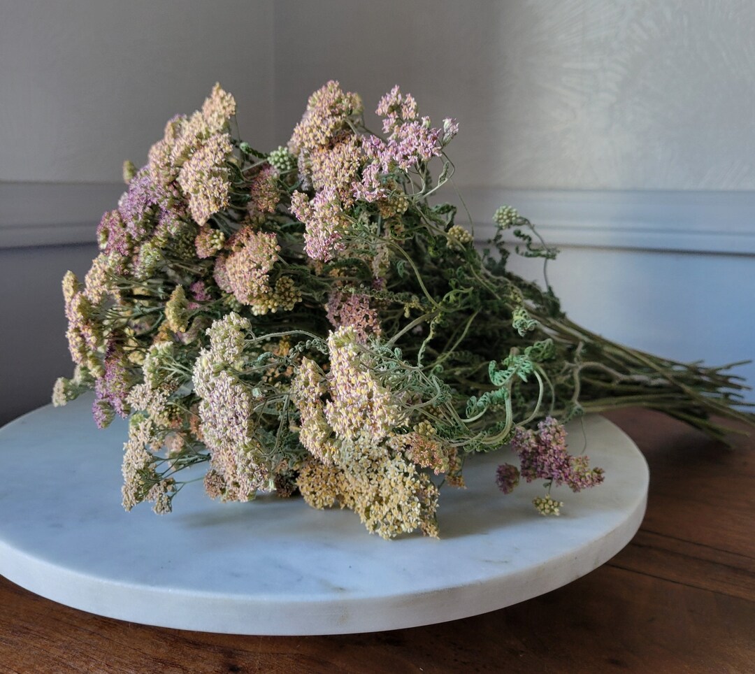Dried Achillea Mix Dried Yarrow Bundle Natural Grown in USA - Etsy