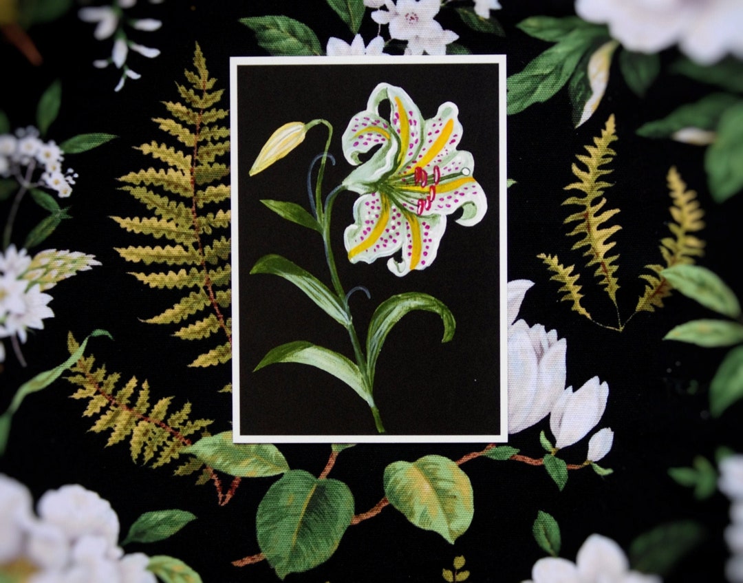Lily Painting, Art Botanical Flower, Art Print Magic Lilium , White ...