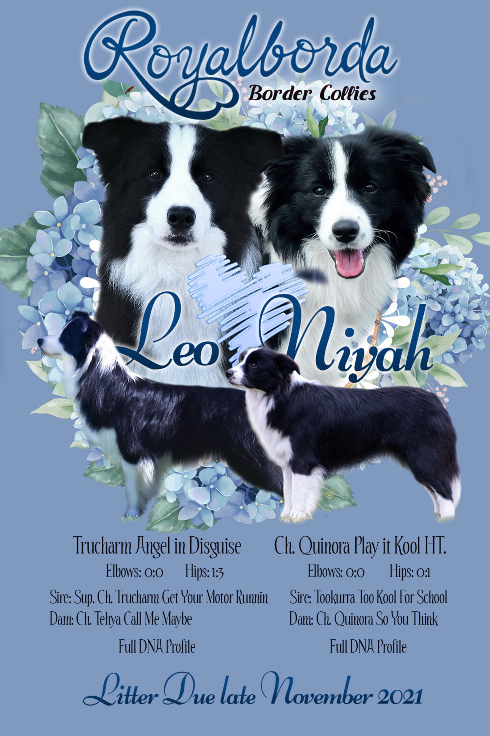 Digital Custom Stud / Litter Advert - Etsy