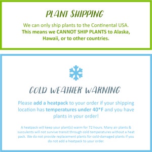 Tri-tower Castle Planter for Small Succulents, Herb Garden Planter ...