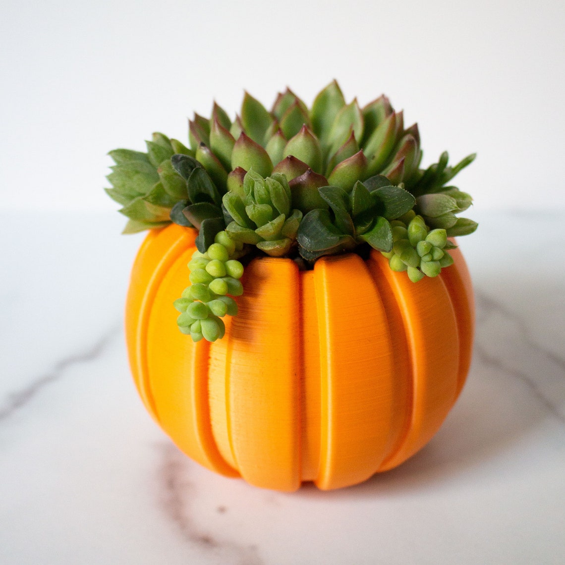 MEDIUM Pumpkin Planter Succulent Fall Decor Succulent Gift | Etsy
