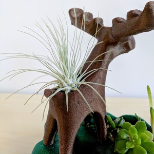 Moose Air Plant Holder and Succulent Planter, Cute Moose, Animal ...