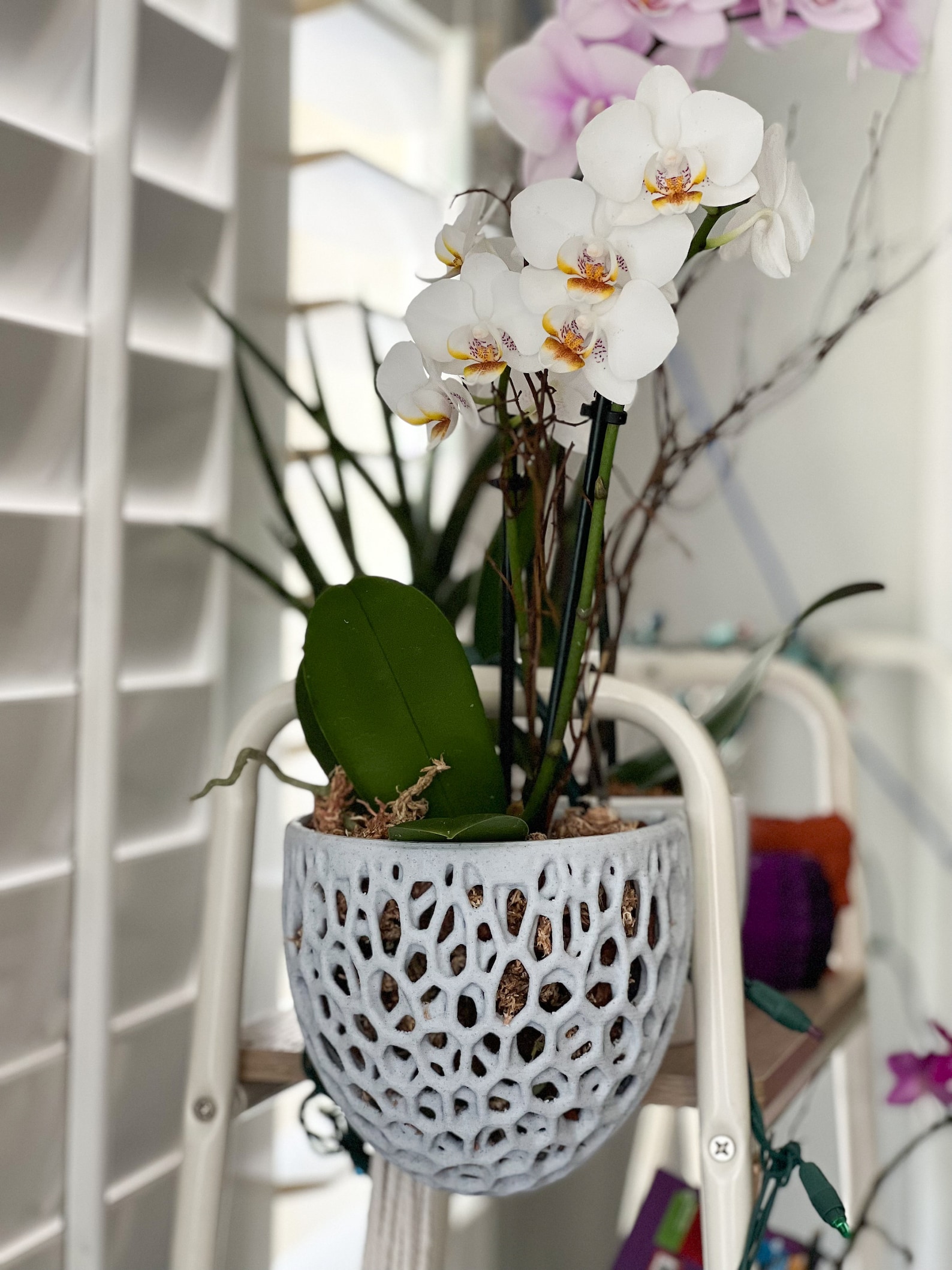 Orchid Wall Planter Hanging Orchid Pot Fence Planter - Etsy