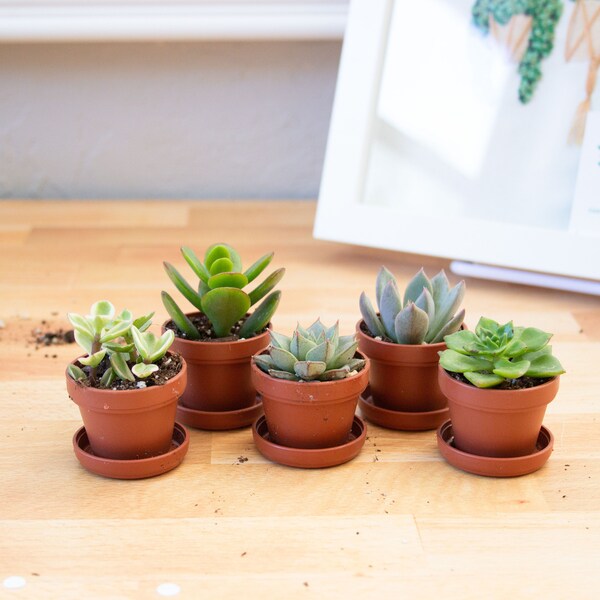 Mini Succulent - Etsy