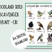 Woodland Bird Scavenger Hunt Uk, Printable, Children’s Treasure Hunt ...