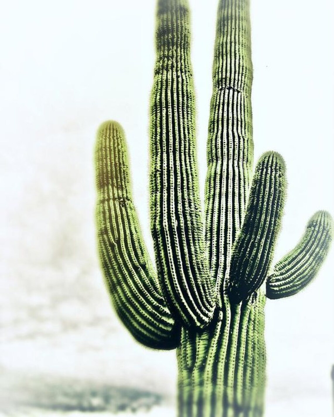 Cactus Prints Cactus Photography Cactus Wall Art Set of 3 - Etsy