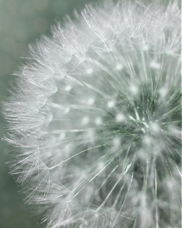Flower Photography Dandelion Wall Art Dandelion Photo | Etsy