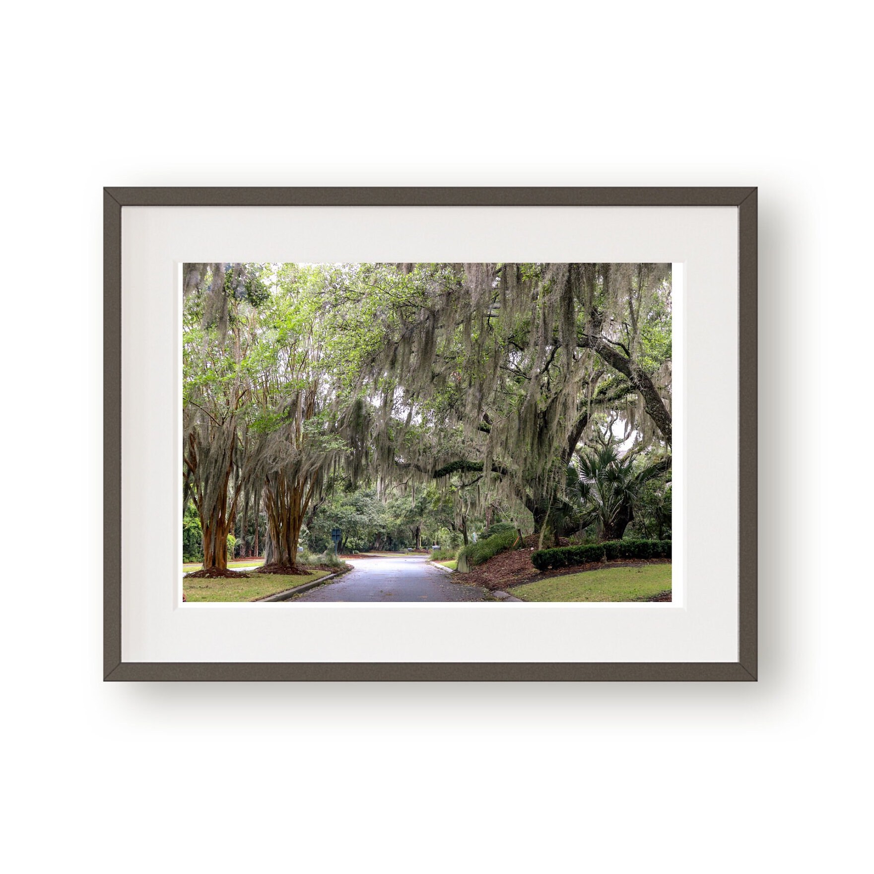 Kiawah Island Print: Spanish Moss, Lowcountry Tree Art - Etsy