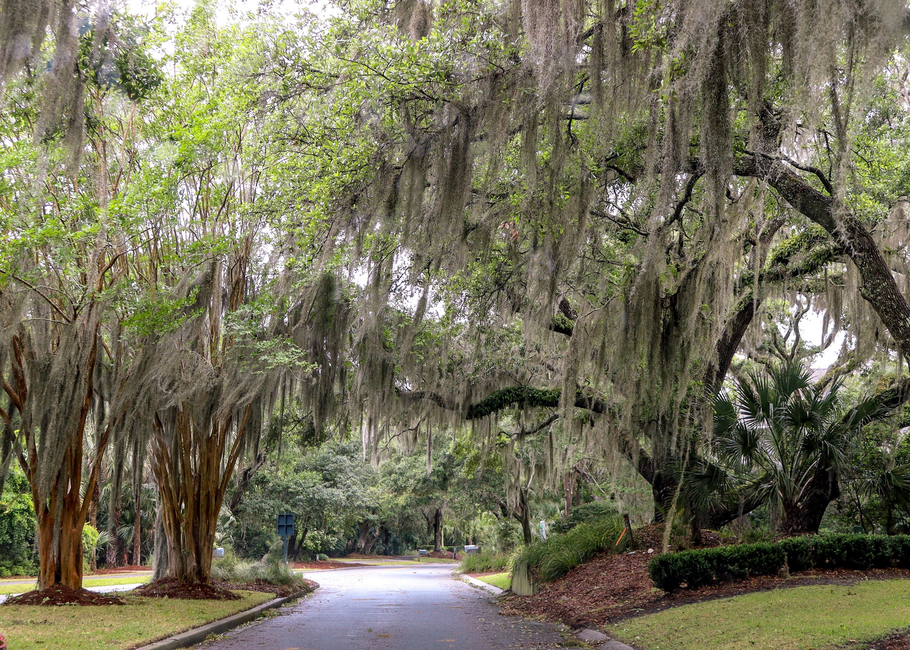 Kiawah Island Print: Spanish Moss, Lowcountry Tree Art - Etsy
