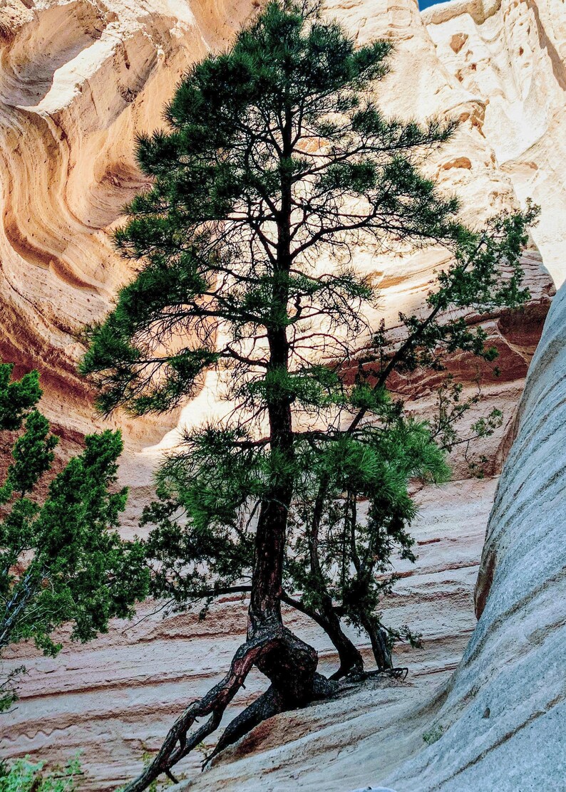 New Mexico Photography, Tent Rocks Photograph, Pine Tree Print ...