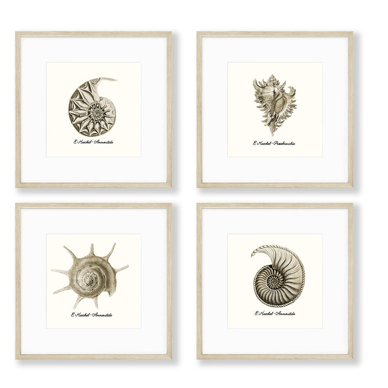Sepia Shell Prints - Etsy