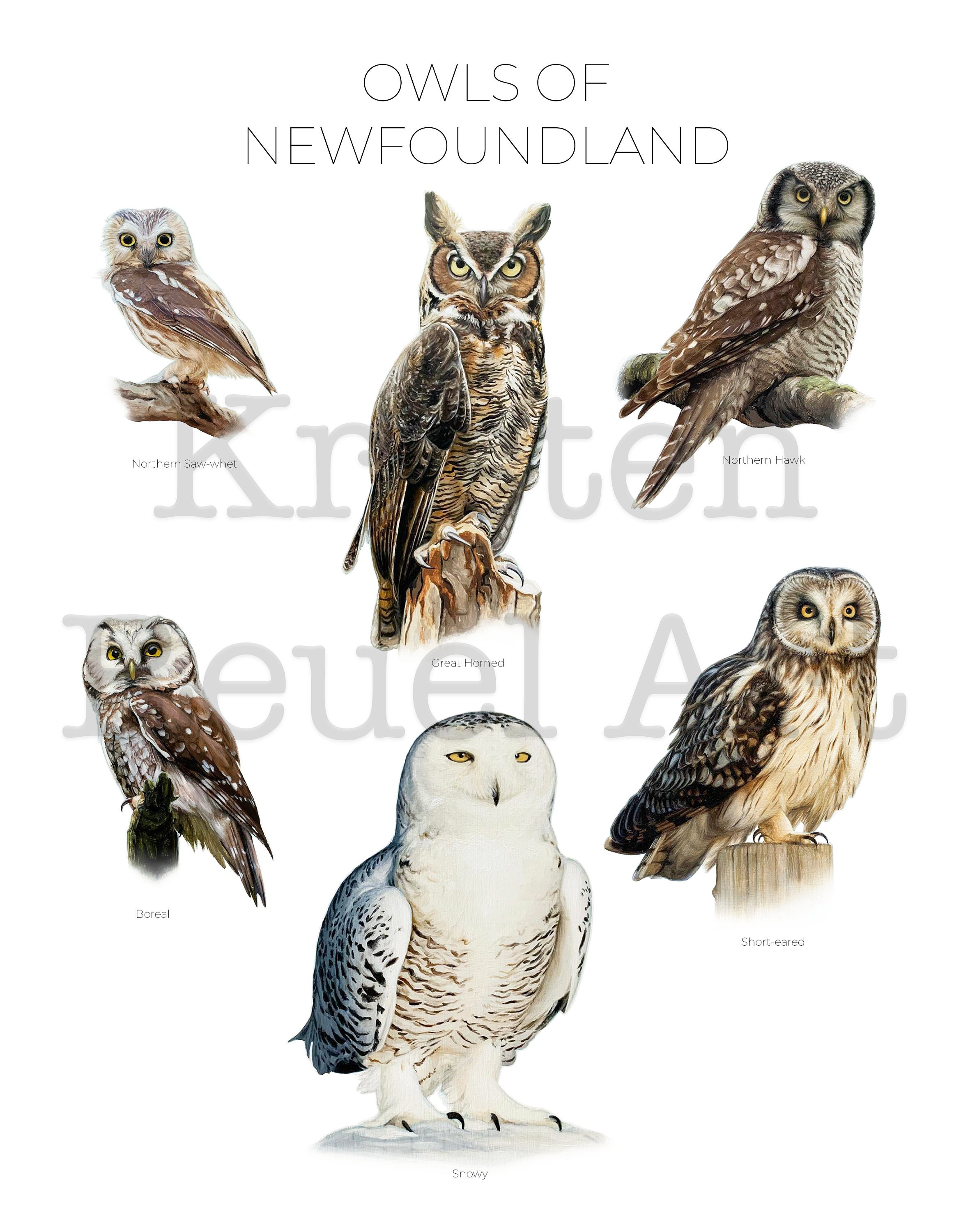 Owls of Newfoundland- Print of 6 Owl Oil Paintings - Etsy