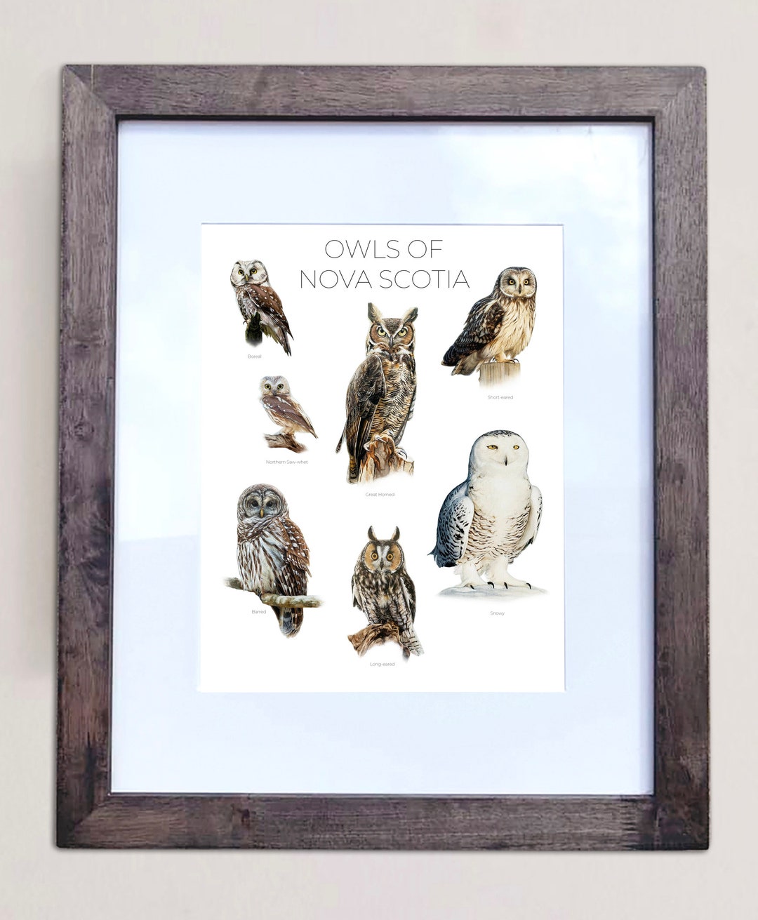 Owls of Nova Scotia- Print of 7 Owl Oil Paintings - Etsy