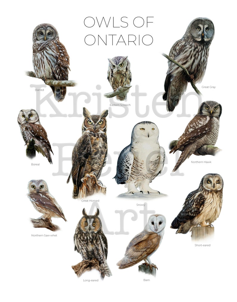 Owls of Ontario Print of 11 Owl Oil Paintings - Etsy Canada
