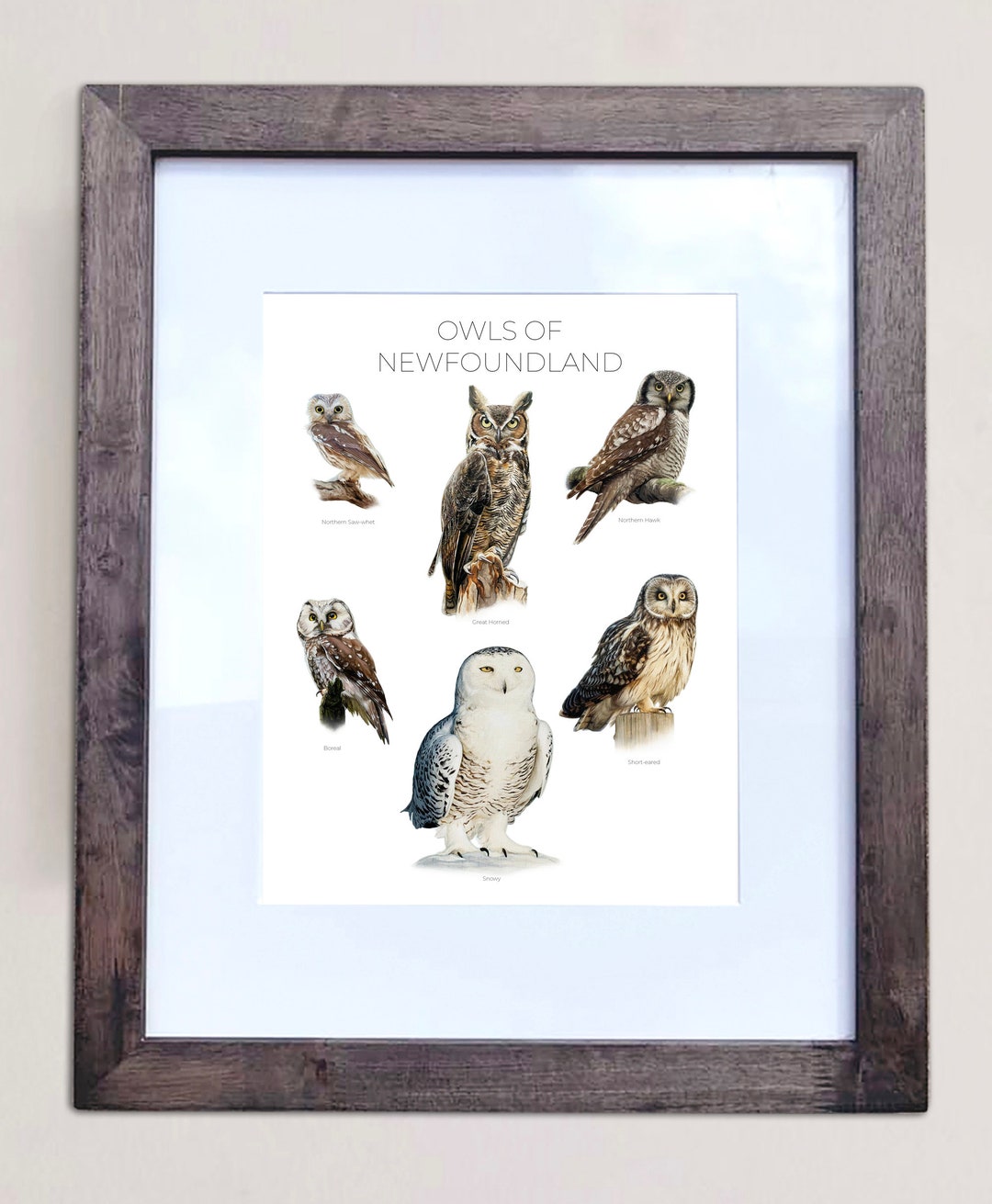 Owls of Newfoundland- Print of 6 Owl Oil Paintings - Etsy