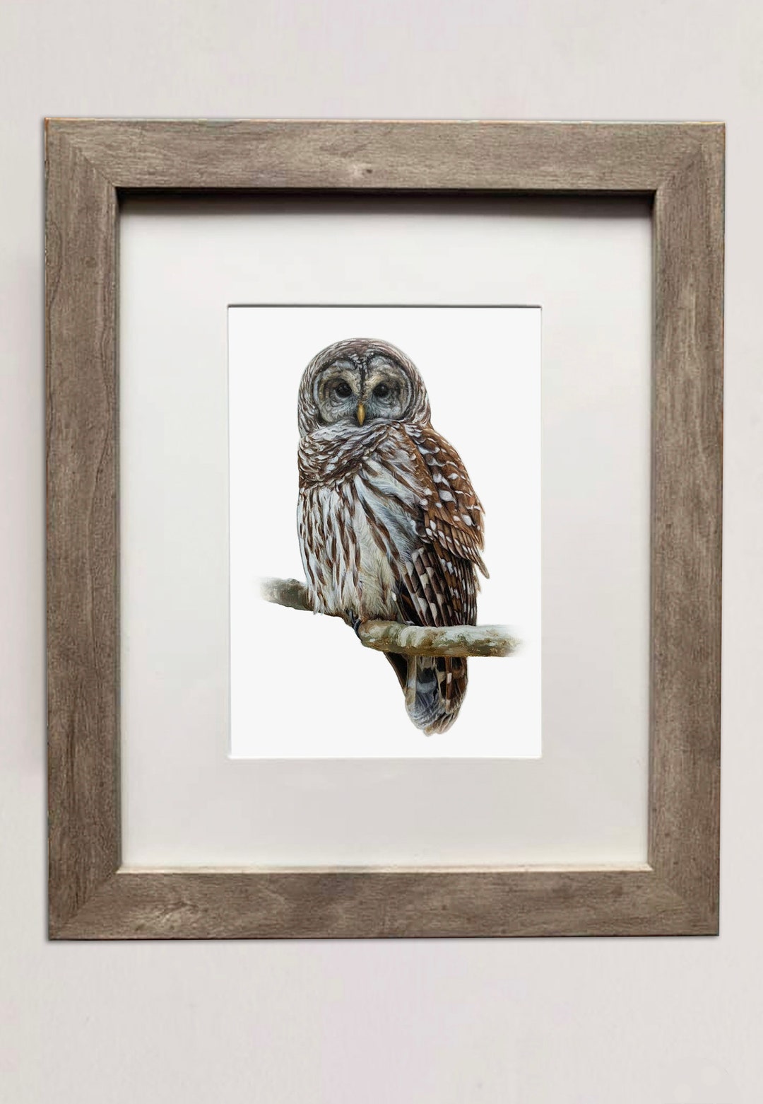 Barred Owl- Detailed Print of Oil Painting - Etsy