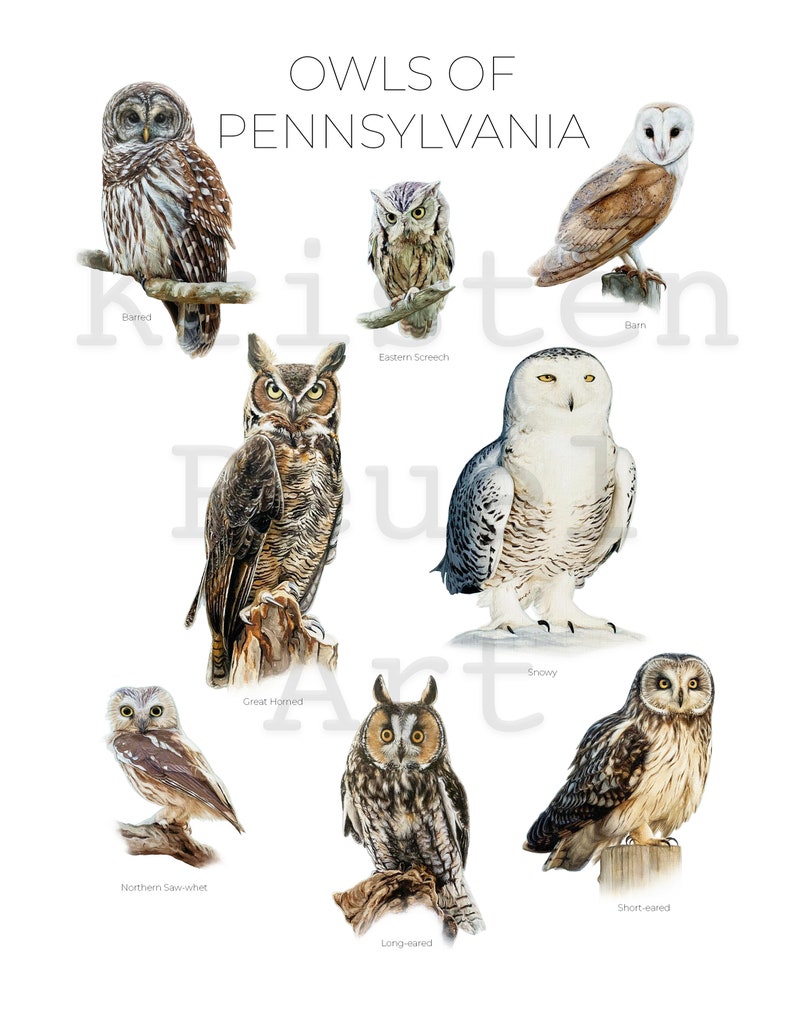 Owls of Pennsylvania- Print of 8 Owl Oil Paintings - Etsy