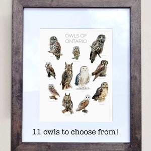 Barred Owl- Detailed Print of Oil Painting - Etsy