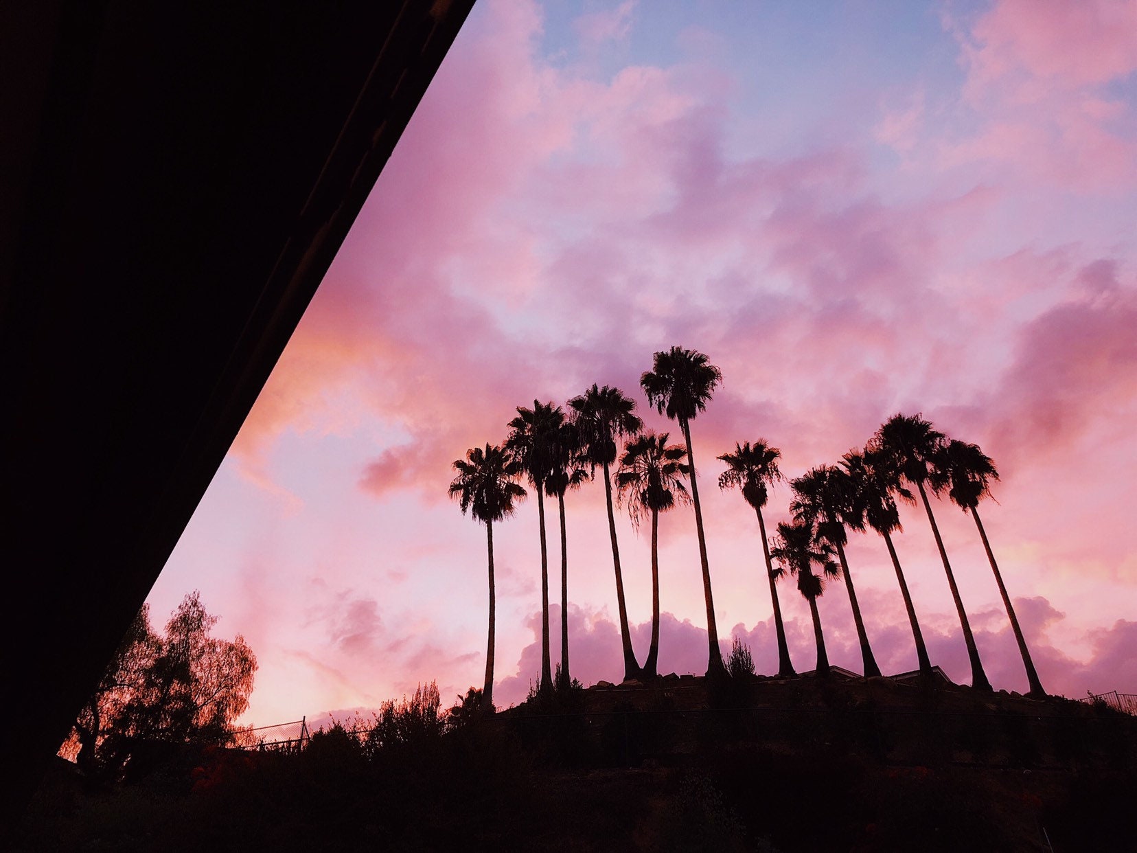 Sunset Purple Tree Photography