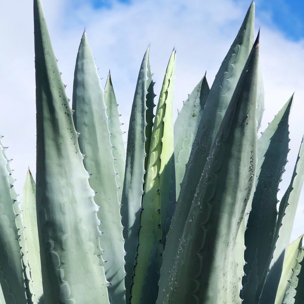 Agave Photography - Etsy