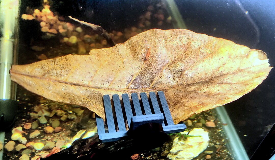 Magnetic Aquarium Leaf Holder for Shrimp and Betta Fish - Etsy