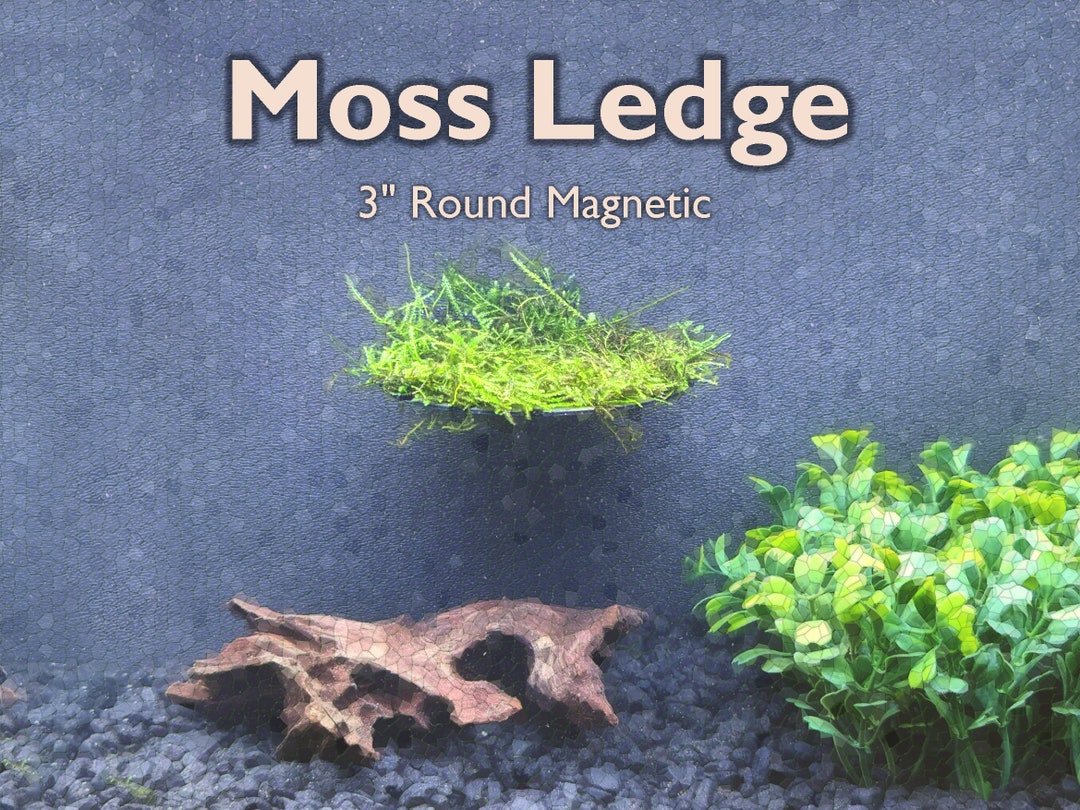 3" Magnetic Moss Ledge for Aquariums - Etsy