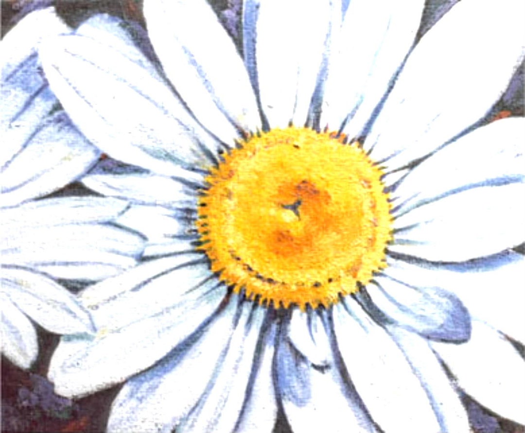 Daisy, Flower Card, White Flower, Cottage Garden, Cards From Ireland ...