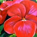 Red Geranium, Gardener Gift Card, Ireland Decor, Ireland, Ireland ...