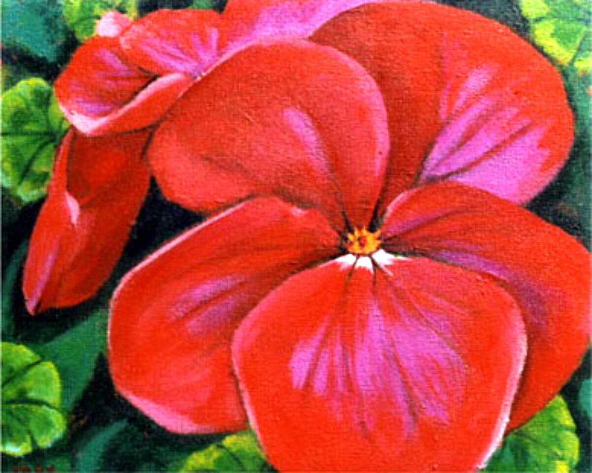 Red Geranium, Gardener Gift Card, Ireland Decor, Ireland, Ireland ...