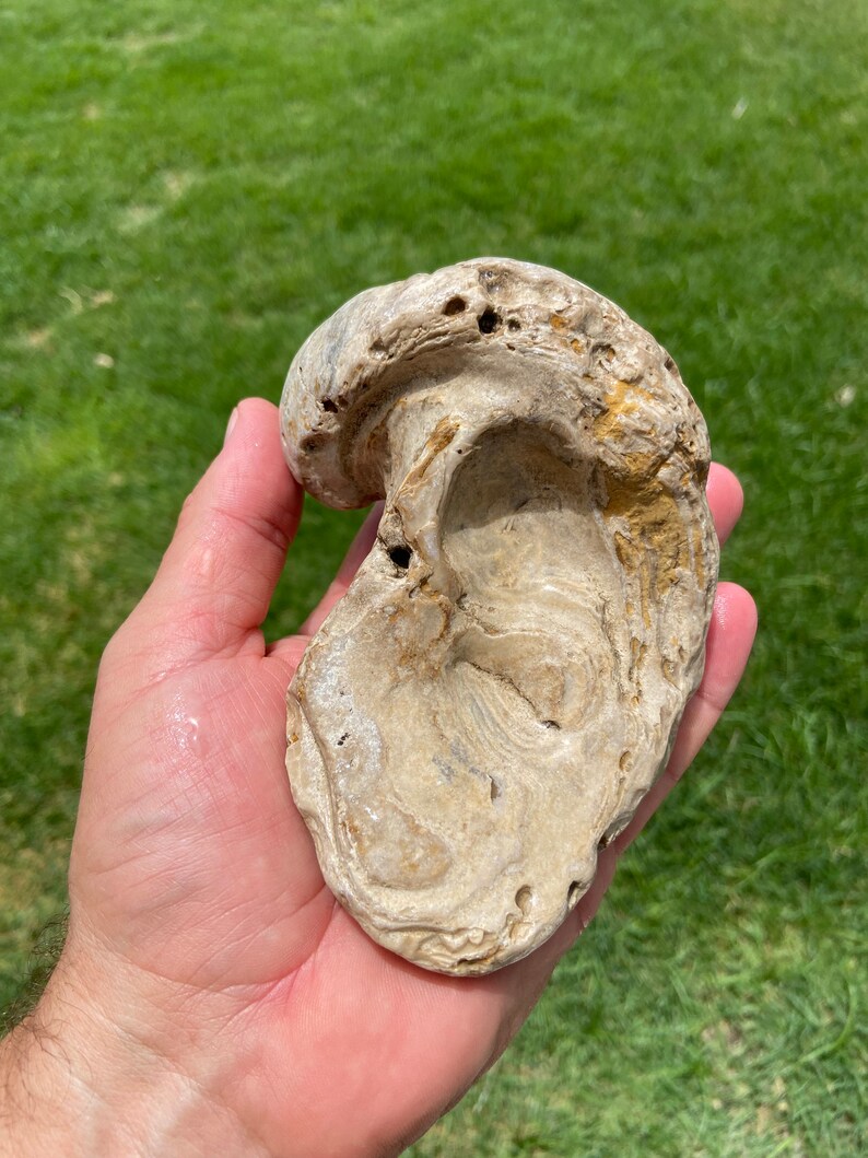 Devil's Toenail Fossil Extinct Oyster Exogyra - Etsy