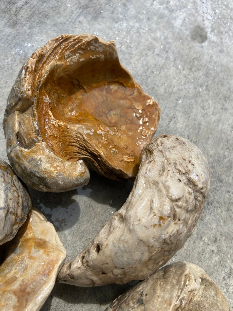 Devil's Toenail Fossil Extinct Oyster Exogyra - Etsy