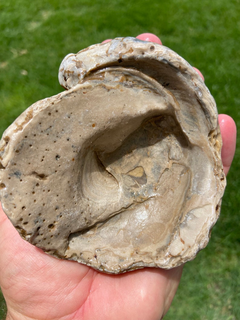 Devil's Toenail Fossil Extinct Oyster Exogyra - Etsy