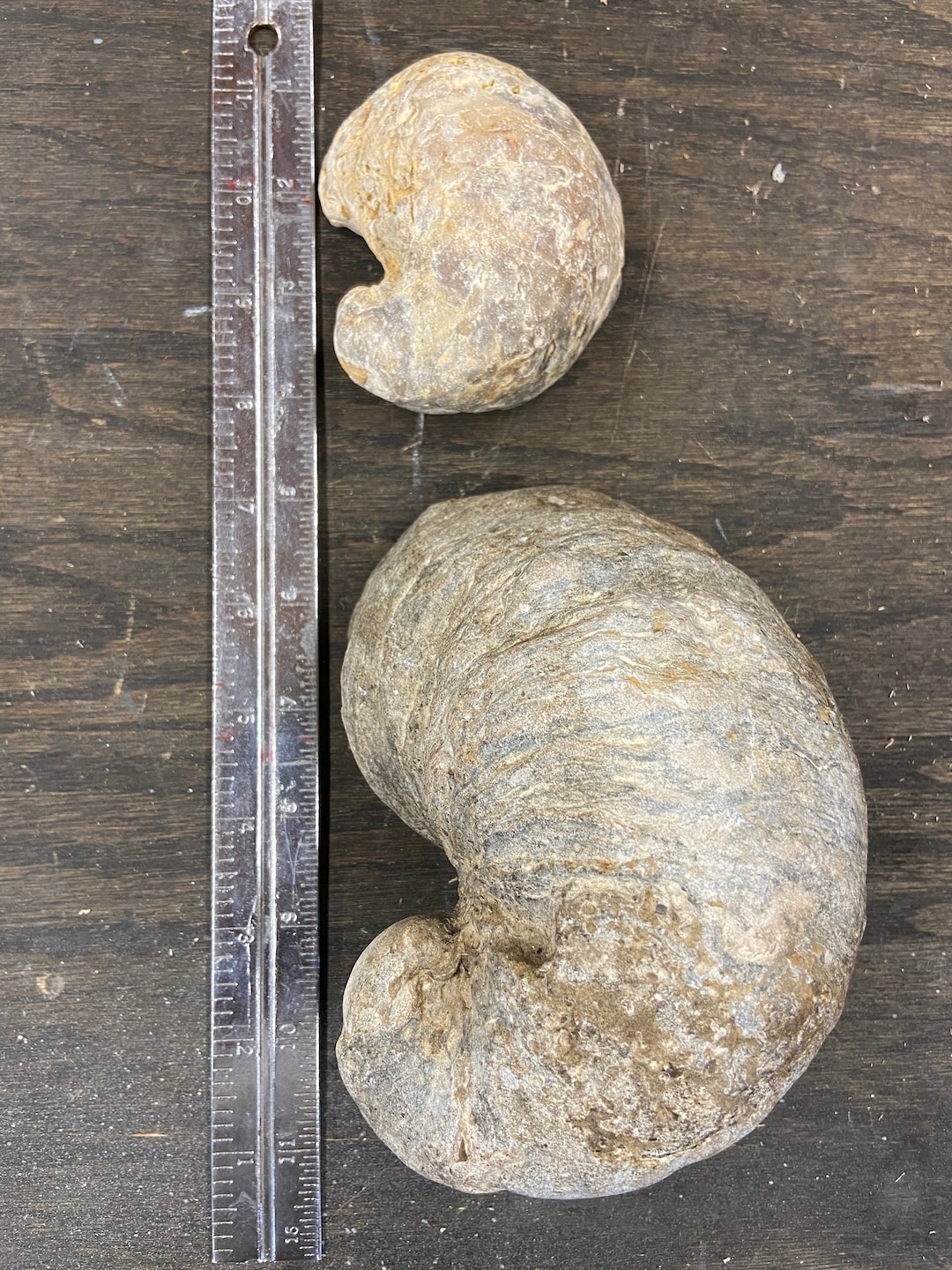 Devil's Toenail Fossil Extinct Oyster Exogyra - Etsy