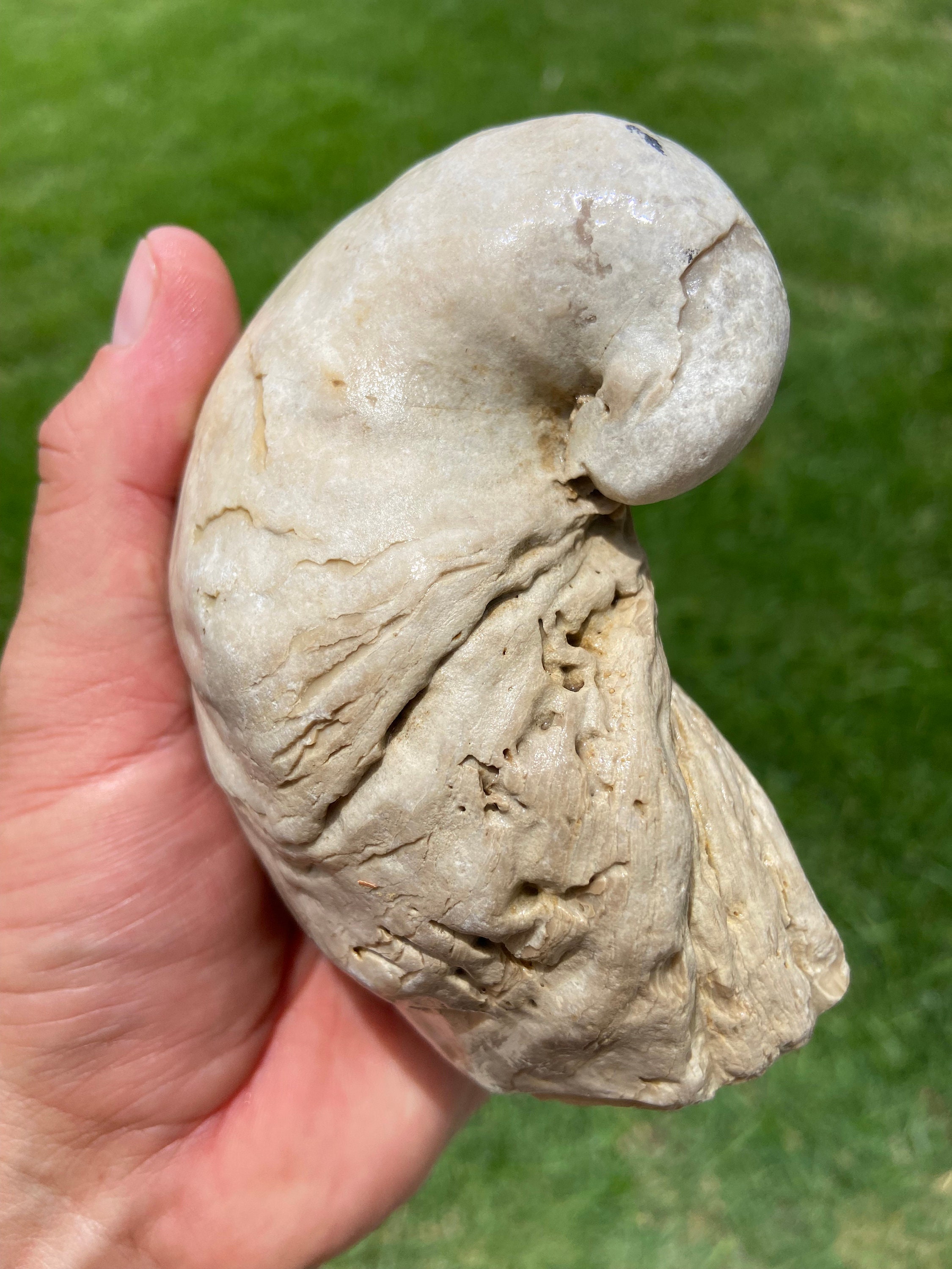 Devil's Toenail Fossil Extinct Oyster Exogyra - Etsy