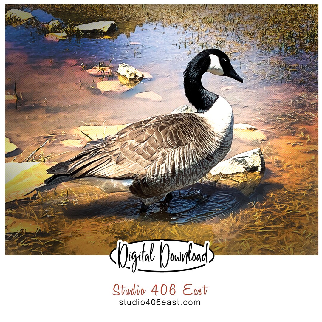 Canadian Goose Card / Greeting Card / Digital Download / Print - Etsy